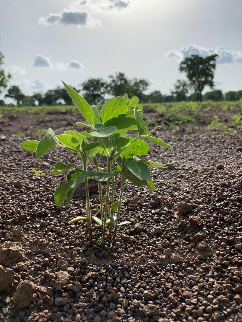 GGF Farm – Changing Agriculture in Ghana